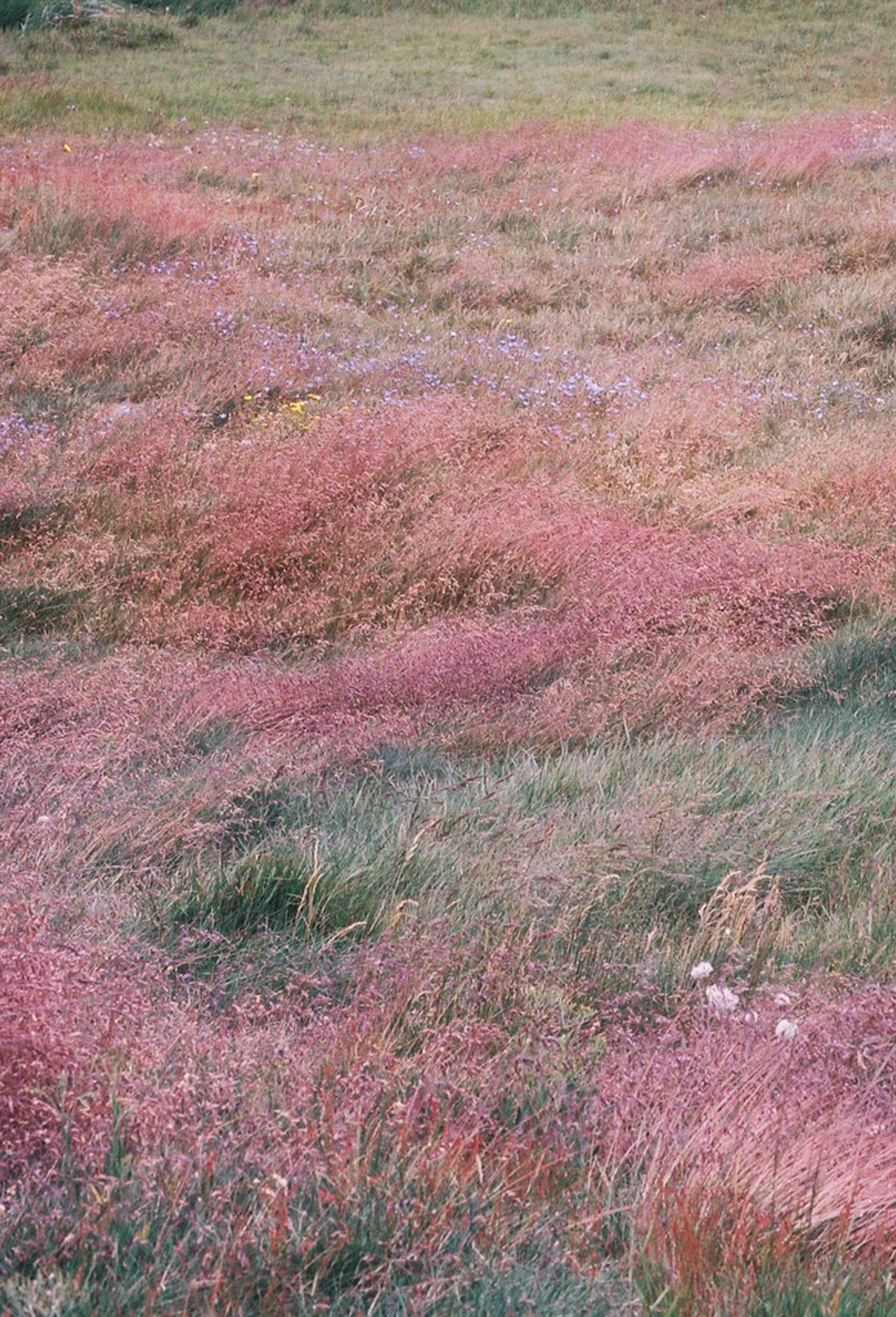 Why We Sale – Kuwaii